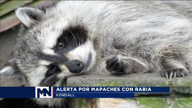 Alerta en Miami por Mapaches infectados con el virus de la rabia. • Mega TV